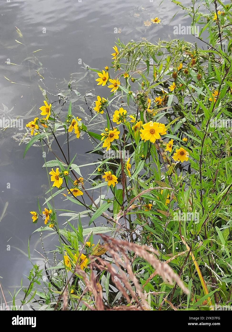 Smooth beggarticks hi-res stock photography and images - Alamy