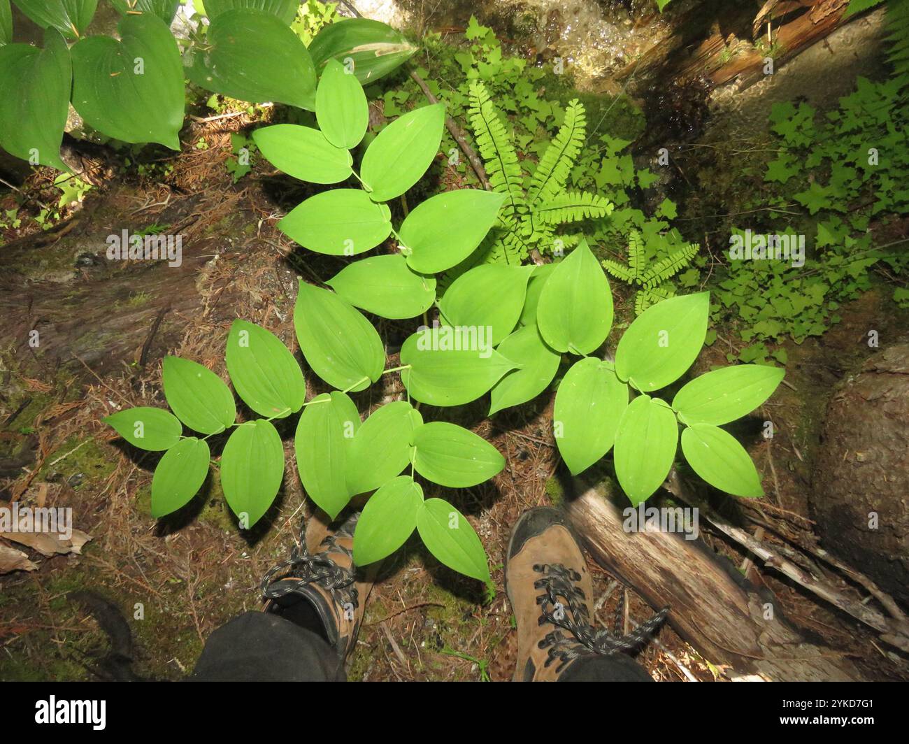 white twisted-stalk (Streptopus amplexifolius Stock Photo - Alamy