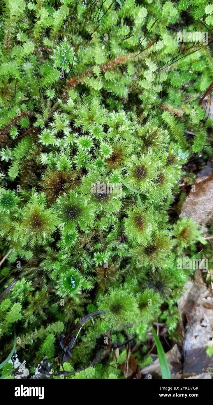 pipe-cleaner moss (Ptychomnion aciculare Stock Photo - Alamy