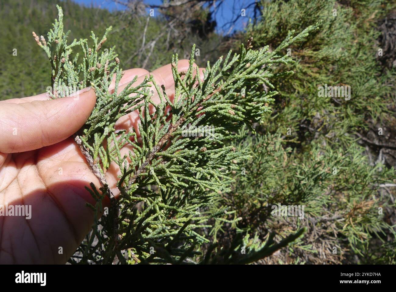 Rocky Mountain Juniper (Juniperus scopulorum Stock Photo - Alamy