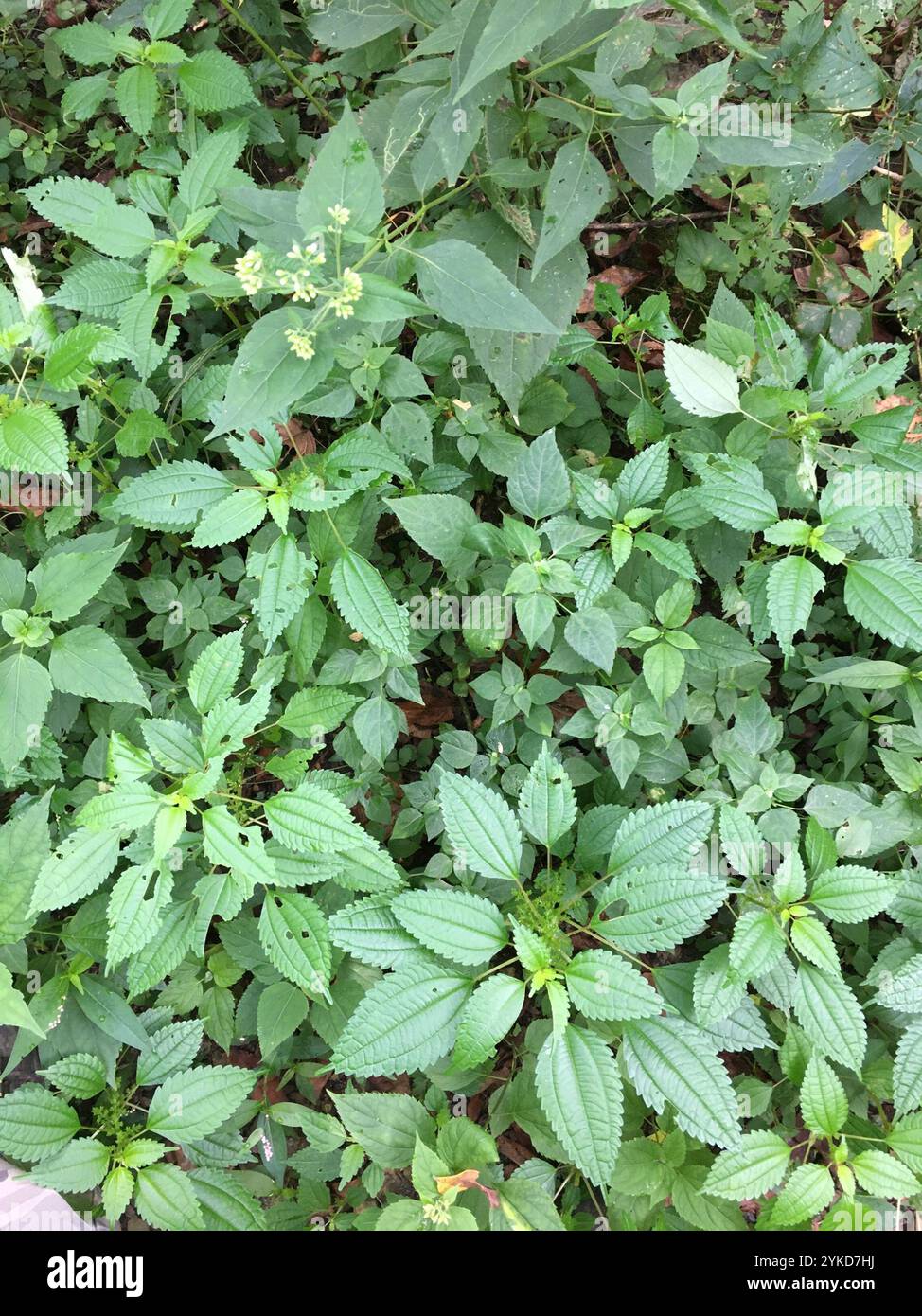 Deam's two-seeded mercury (Acalypha deamii Stock Photo - Alamy