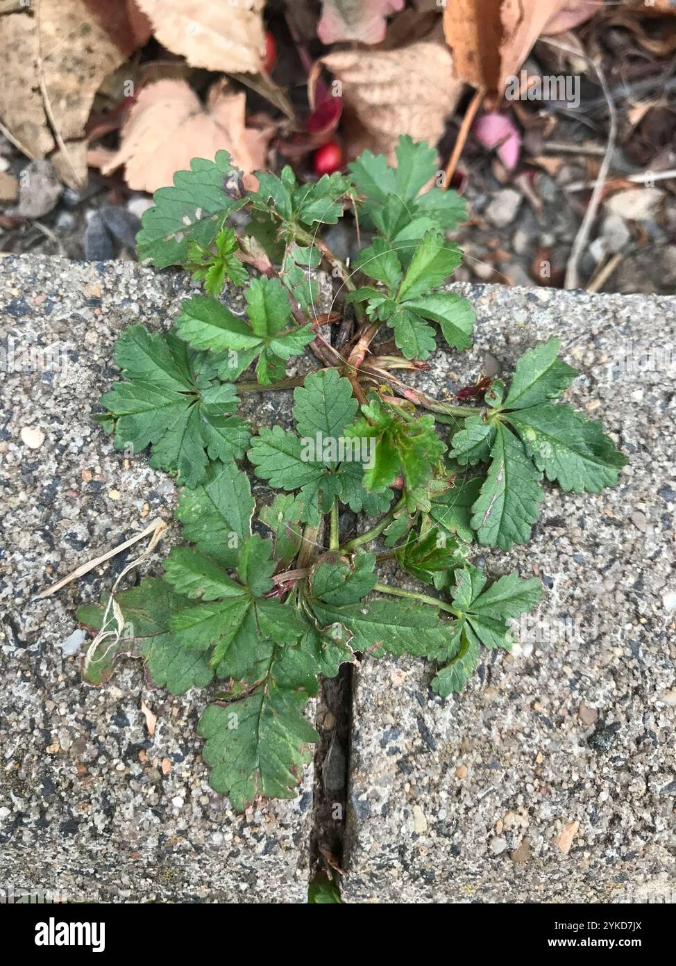 Creeping cinquefoil (Potentilla reptans Stock Photo - Alamy