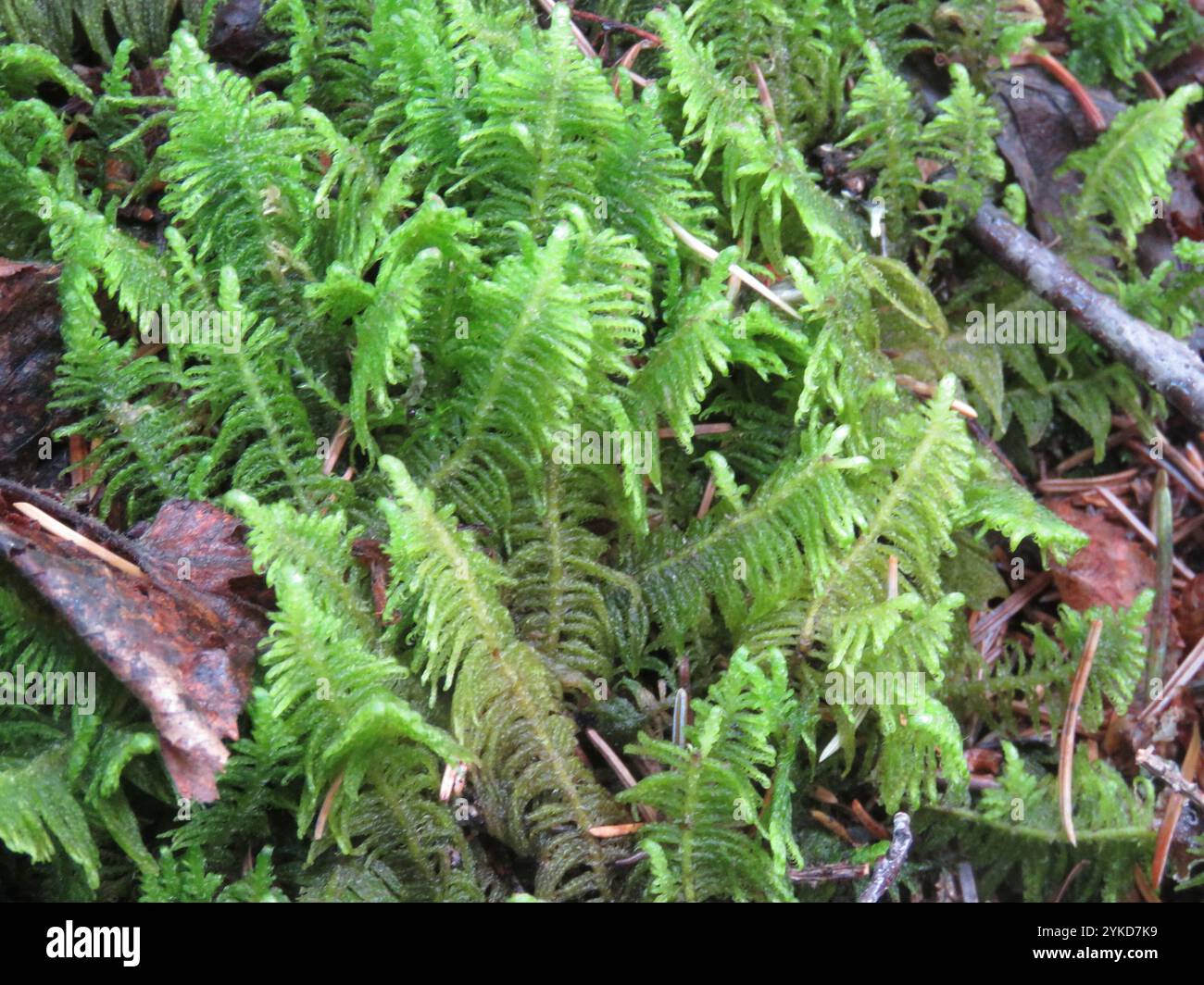 Ostrich-plume Moss (Ptilium crista-castrensis Stock Photo - Alamy