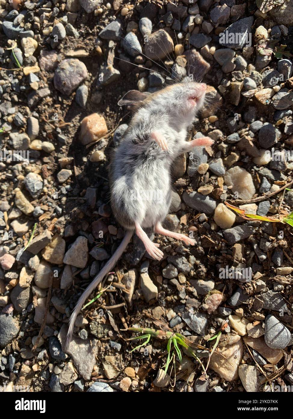 Western deer mouse hi-res stock photography and images - Alamy