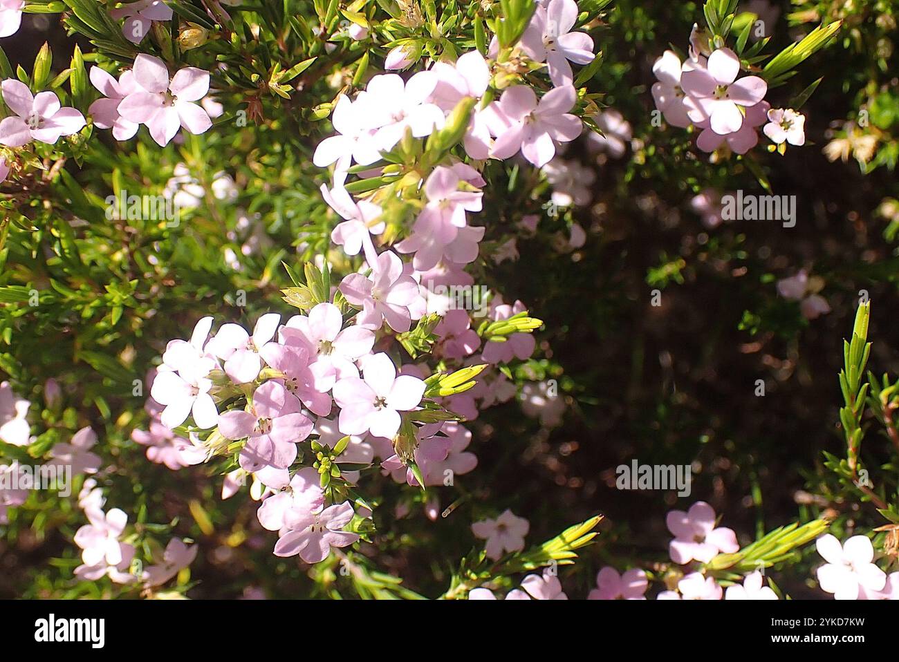 Pink Breath of Heaven (Coleonema pulchellum Stock Photo - Alamy