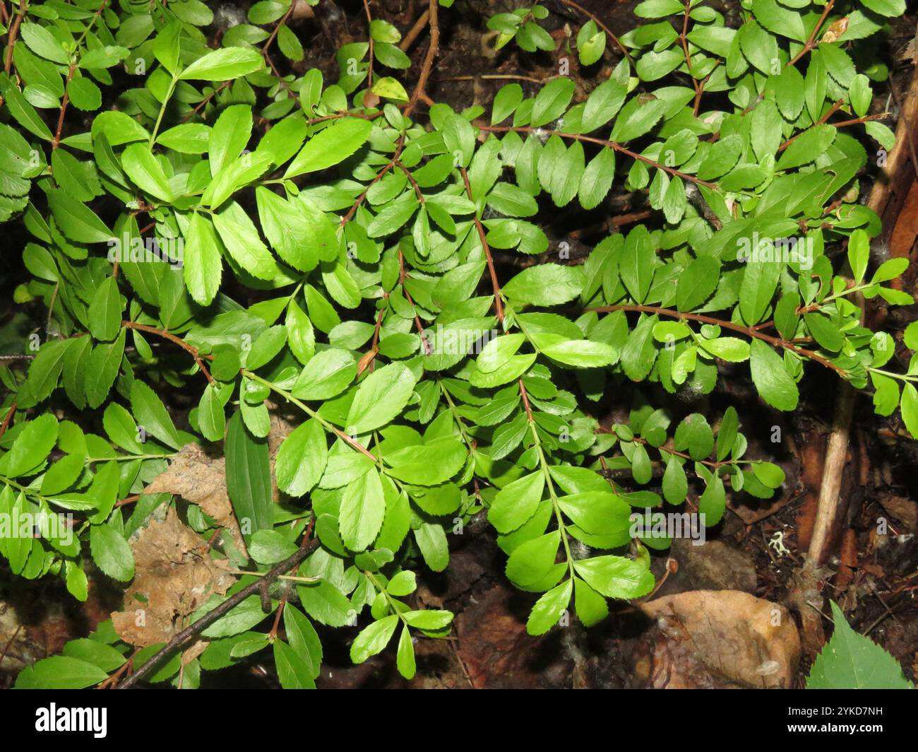 Oregon Boxwood (Paxistima myrsinites Stock Photo - Alamy