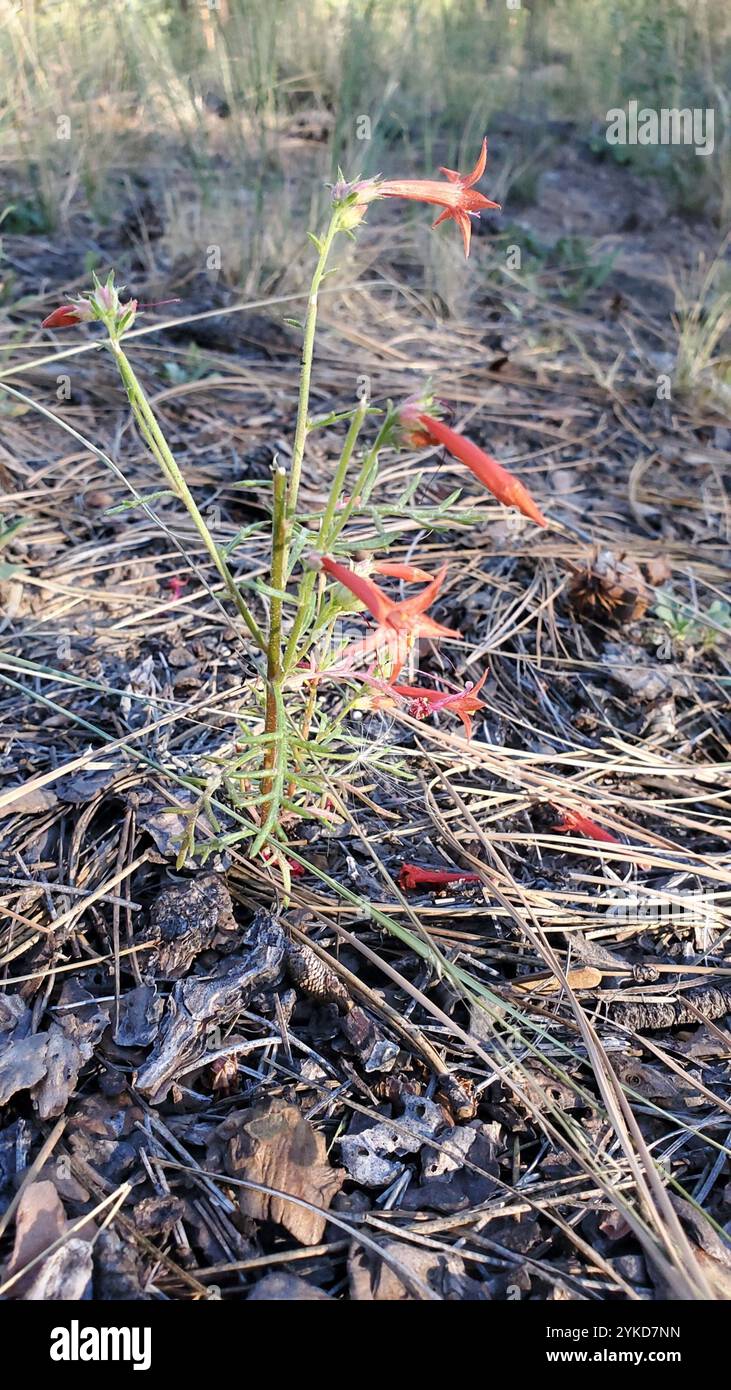 Scarlet Gilia (Ipomopsis aggregata Stock Photo - Alamy