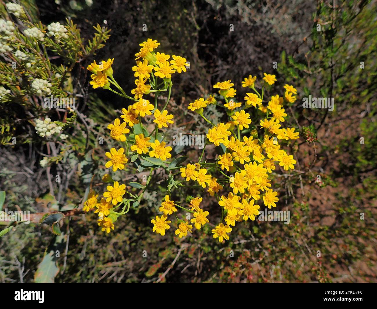 Poorflower Babooncabbage (Othonna parviflora Stock Photo - Alamy