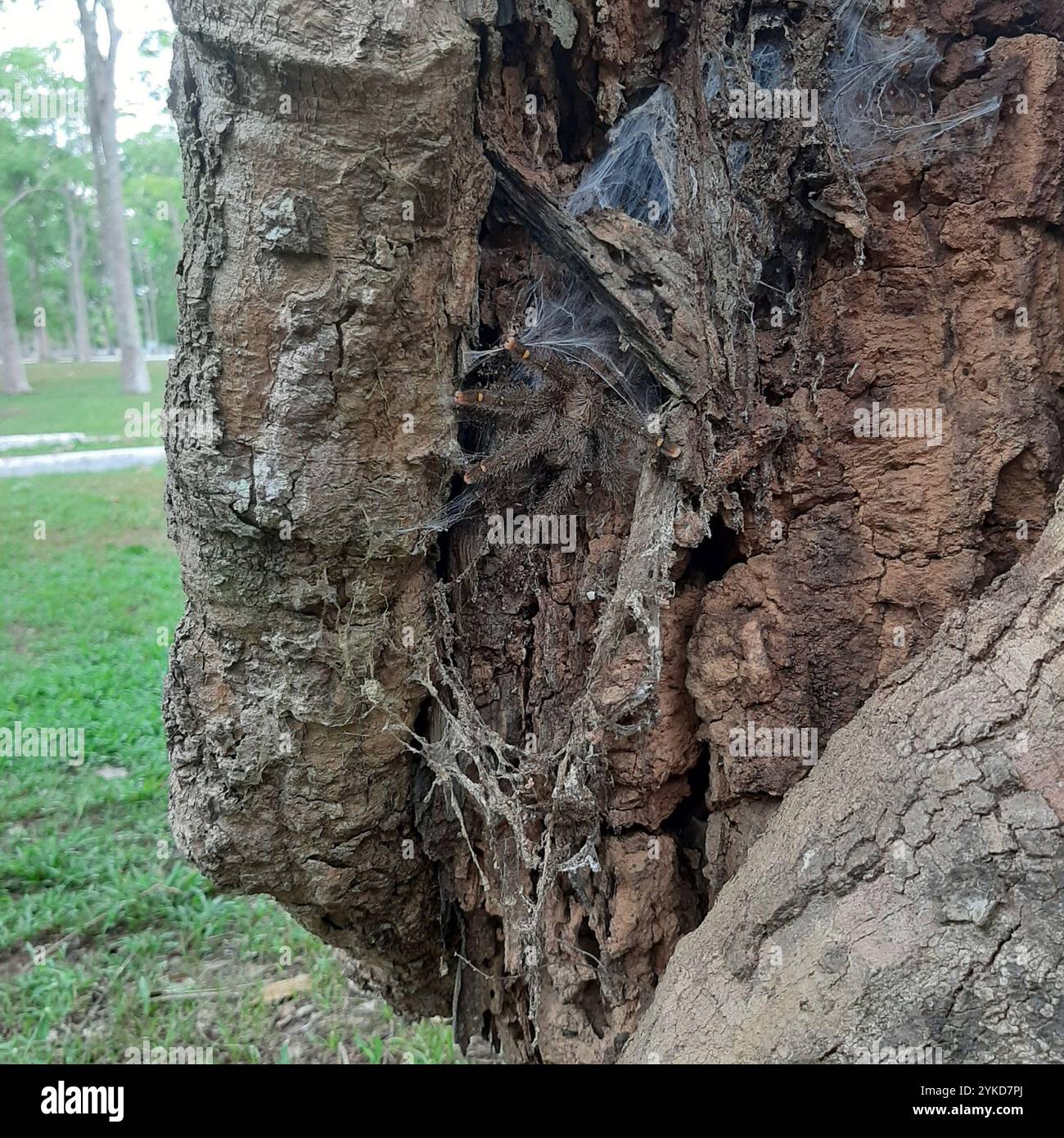 Yellow-banded Pinktoe Tarantula (Avicularia rufa Stock Photo - Alamy