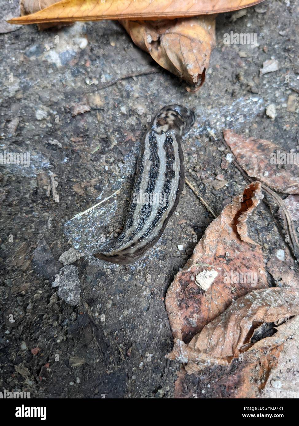 Leopard Slug (Limax maximus Stock Photo - Alamy
