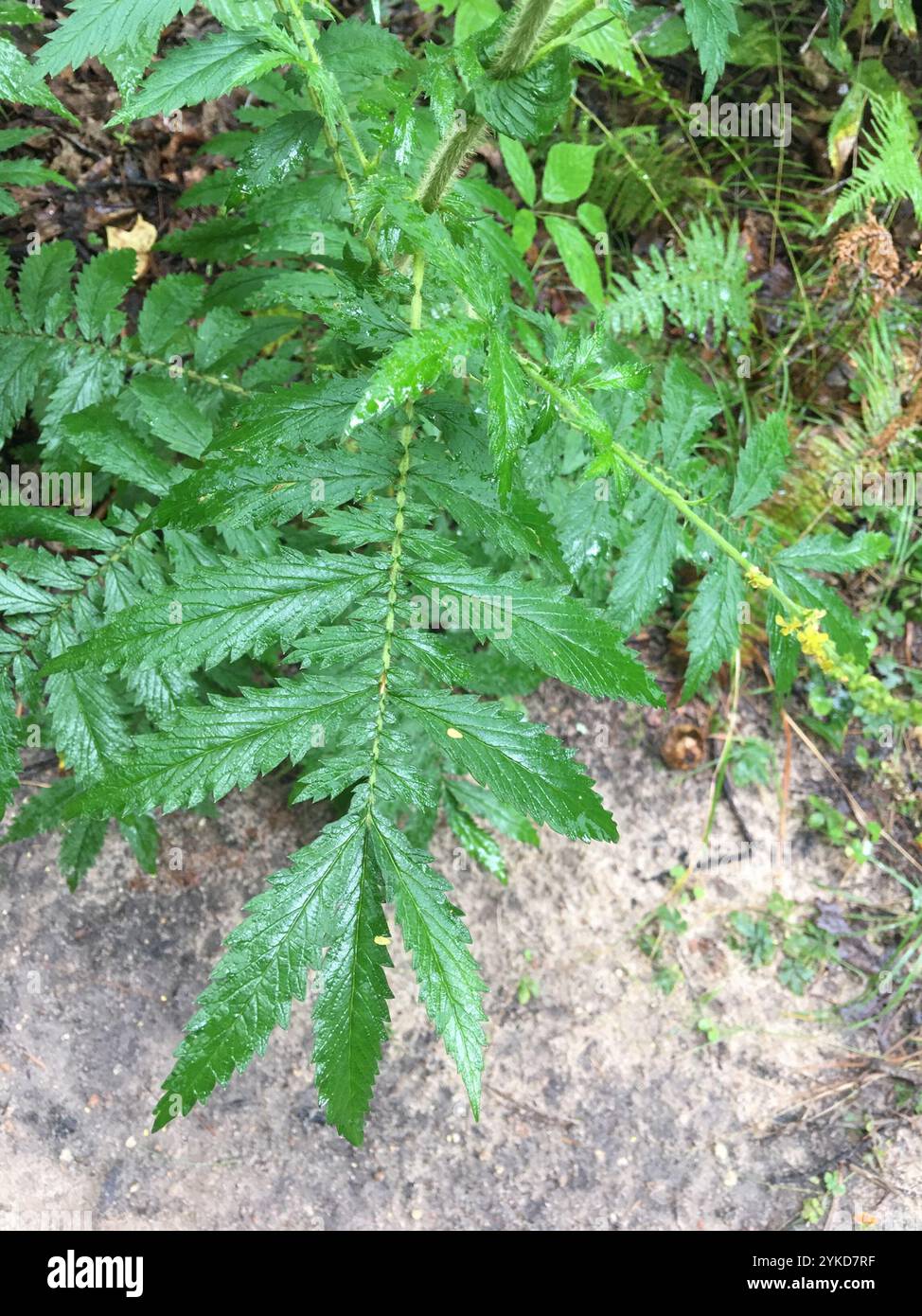 swamp agrimony (Agrimonia parviflora Stock Photo - Alamy