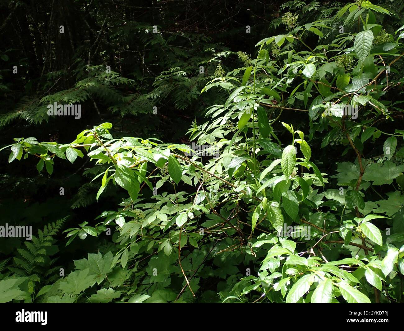 twinberry honeysuckle (Lonicera involucrata Stock Photo - Alamy
