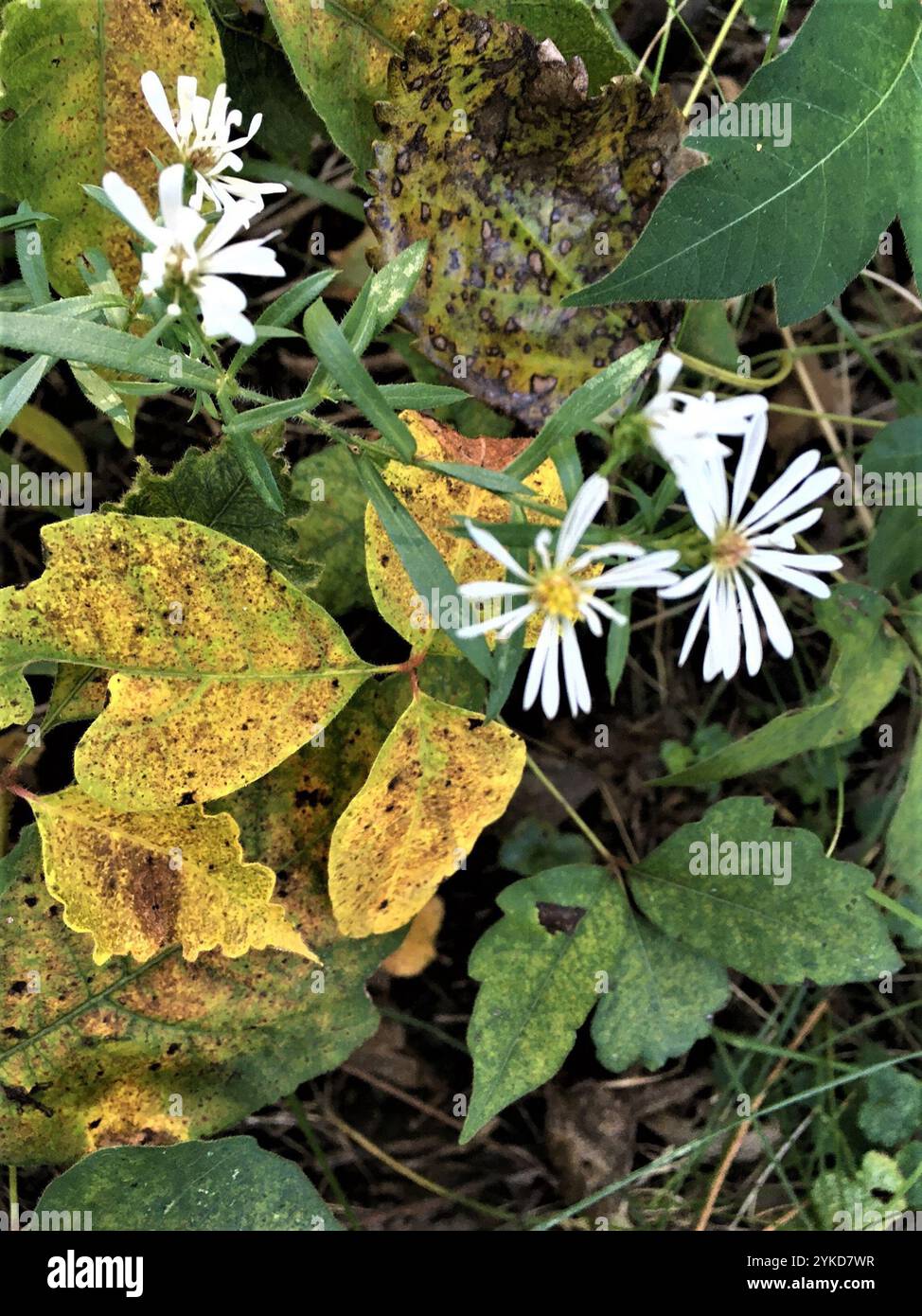 panicled aster (Symphyotrichum lanceolatum Stock Photo - Alamy