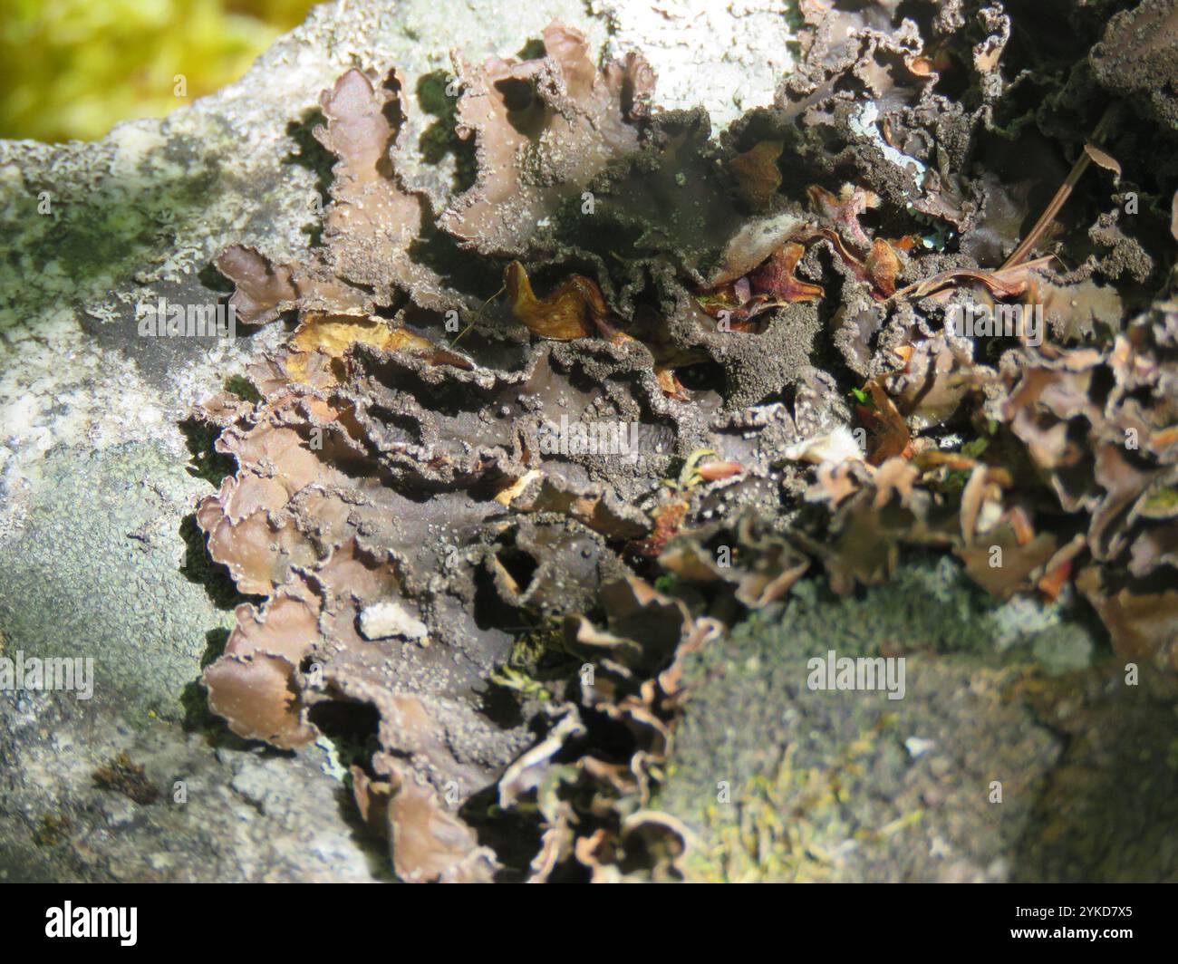 tree pelt lichen (Peltigera collina Stock Photo - Alamy
