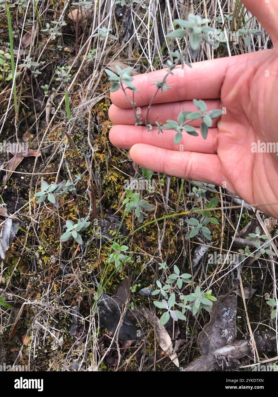 Coyote Mint (Monardella villosa Stock Photo - Alamy