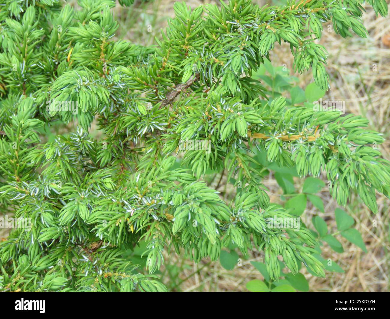 common juniper (Juniperus communis Stock Photo - Alamy
