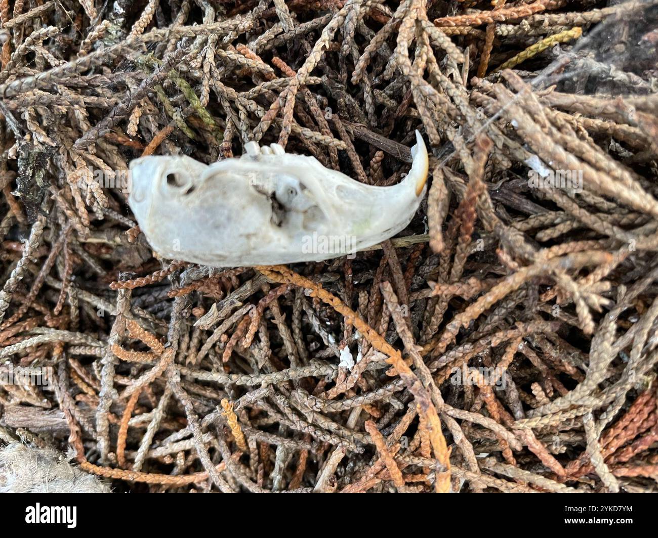 Hamsters, Voles, Lemmings, and Allies (Cricetidae Stock Photo - Alamy