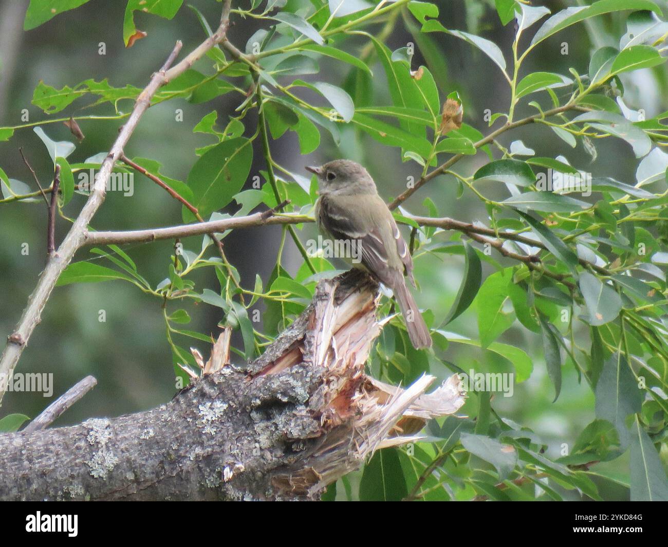 Empidonax Flycatchers (Empidonax Stock Photo - Alamy