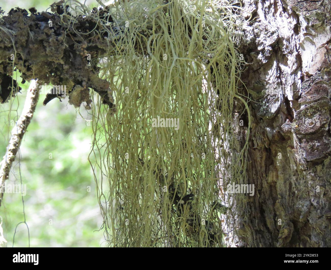 Witch's Hair (Alectoria sarmentosa Stock Photo - Alamy