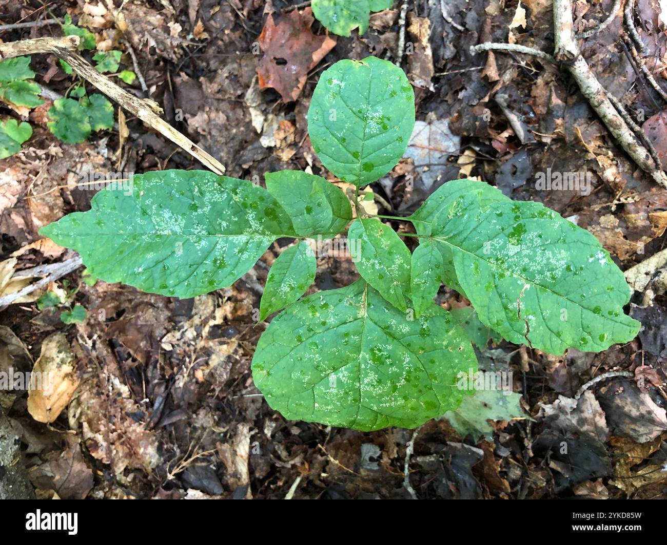 white ash (Fraxinus americana Stock Photo - Alamy