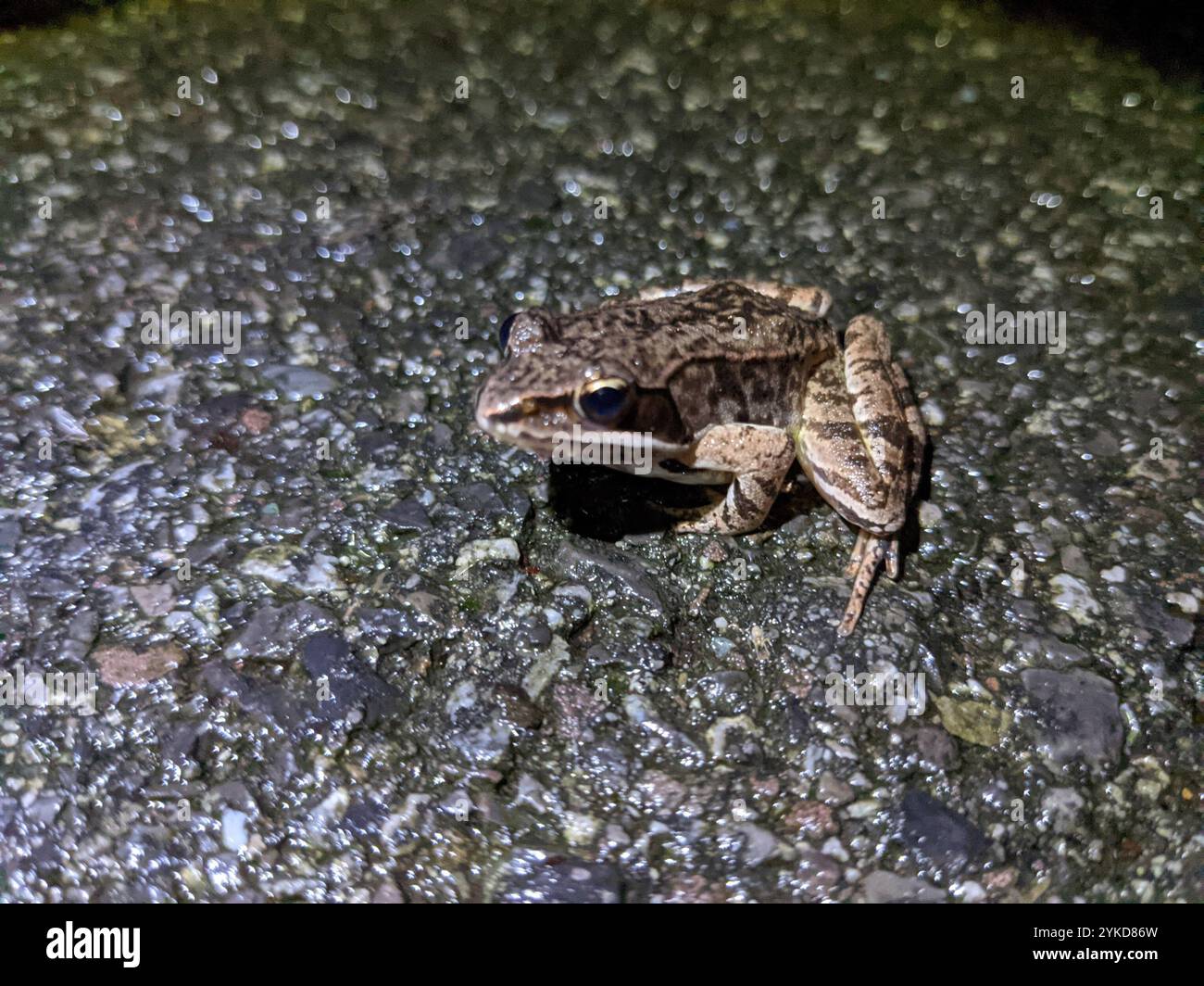 Wood Frog (Lithobates sylvaticus Stock Photo - Alamy