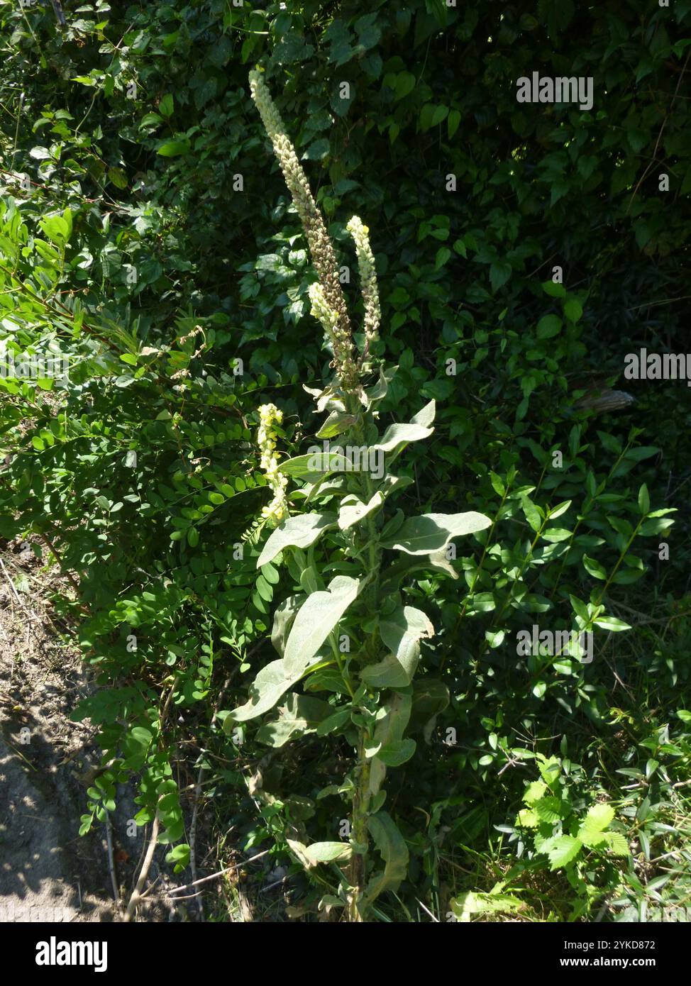 great mullein (Verbascum thapsus Stock Photo - Alamy