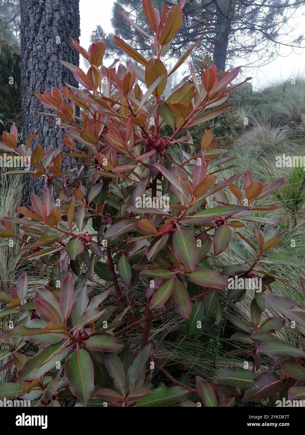 Texas madrone (Arbutus xalapensis Stock Photo - Alamy