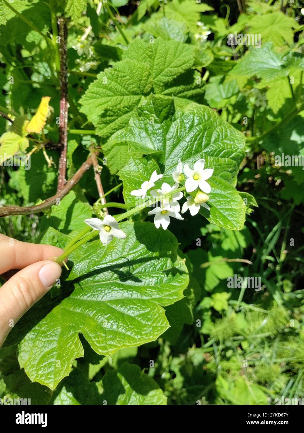 coastal manroot (Marah oregana Stock Photo - Alamy