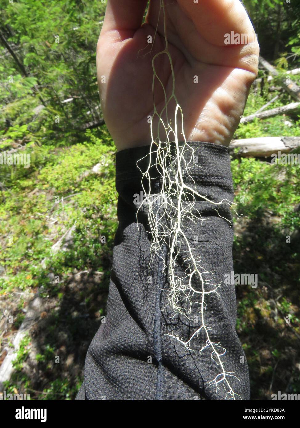 Witch's Hair (Alectoria sarmentosa Stock Photo - Alamy