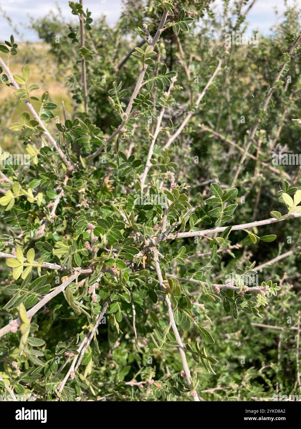 little leaf sumac (Rhus microphylla Stock Photo - Alamy
