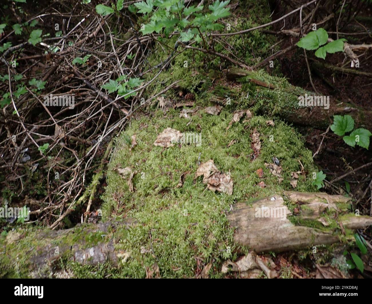 Ostrich-plume Moss (Ptilium crista-castrensis Stock Photo - Alamy