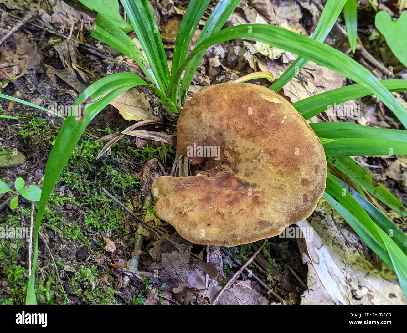 ash-tree bolete (Boletinellus merulioides Stock Photo - Alamy