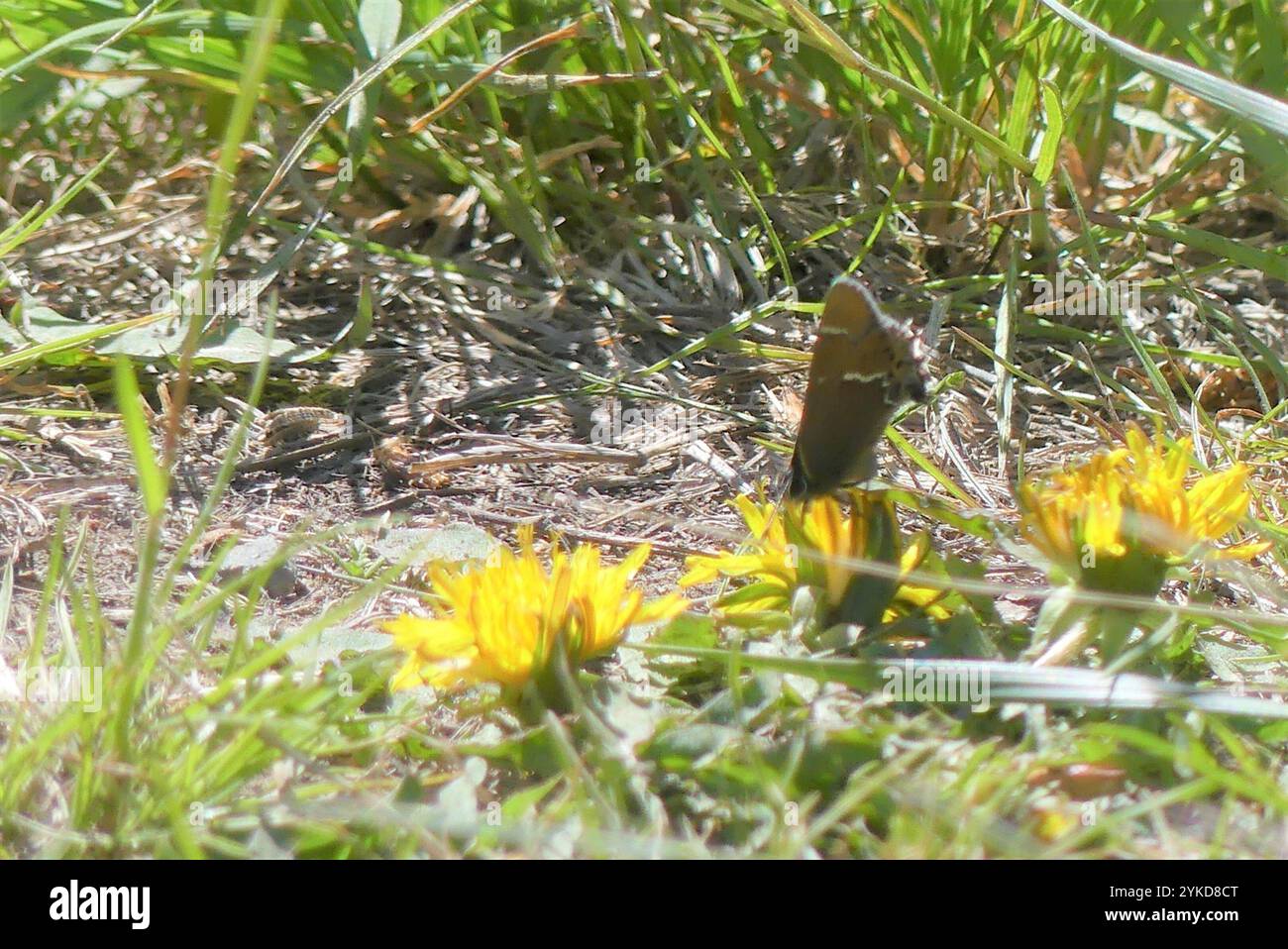 Callophrys spinetorum hi-res stock photography and images - Alamy