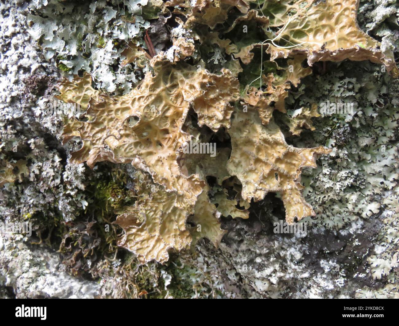 Lung Lichens (Lobaria Stock Photo - Alamy