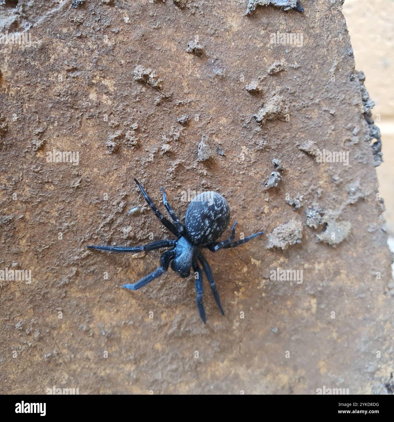 Black House Spider (Badumna insignis Stock Photo - Alamy