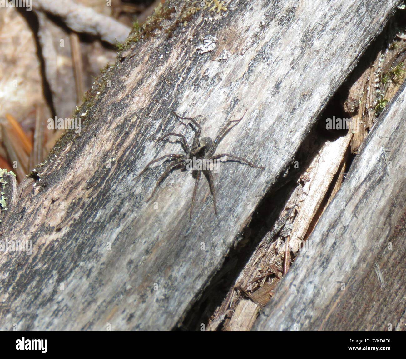 Thin-legged Wolf Spiders (Pardosa Stock Photo - Alamy