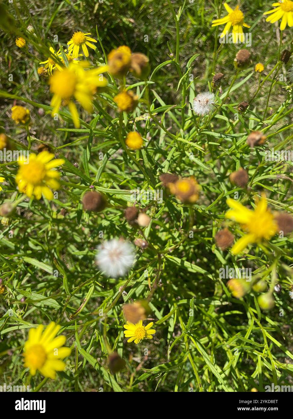 Senecio madagascariensis hi-res stock photography and images - Alamy
