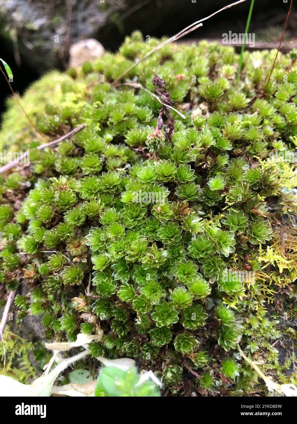 Capillary Thread-moss (Ptychostomum capillare Stock Photo - Alamy