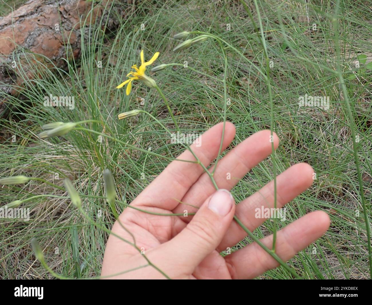 Slender Hawksbeard (Crepis atribarba Stock Photo - Alamy