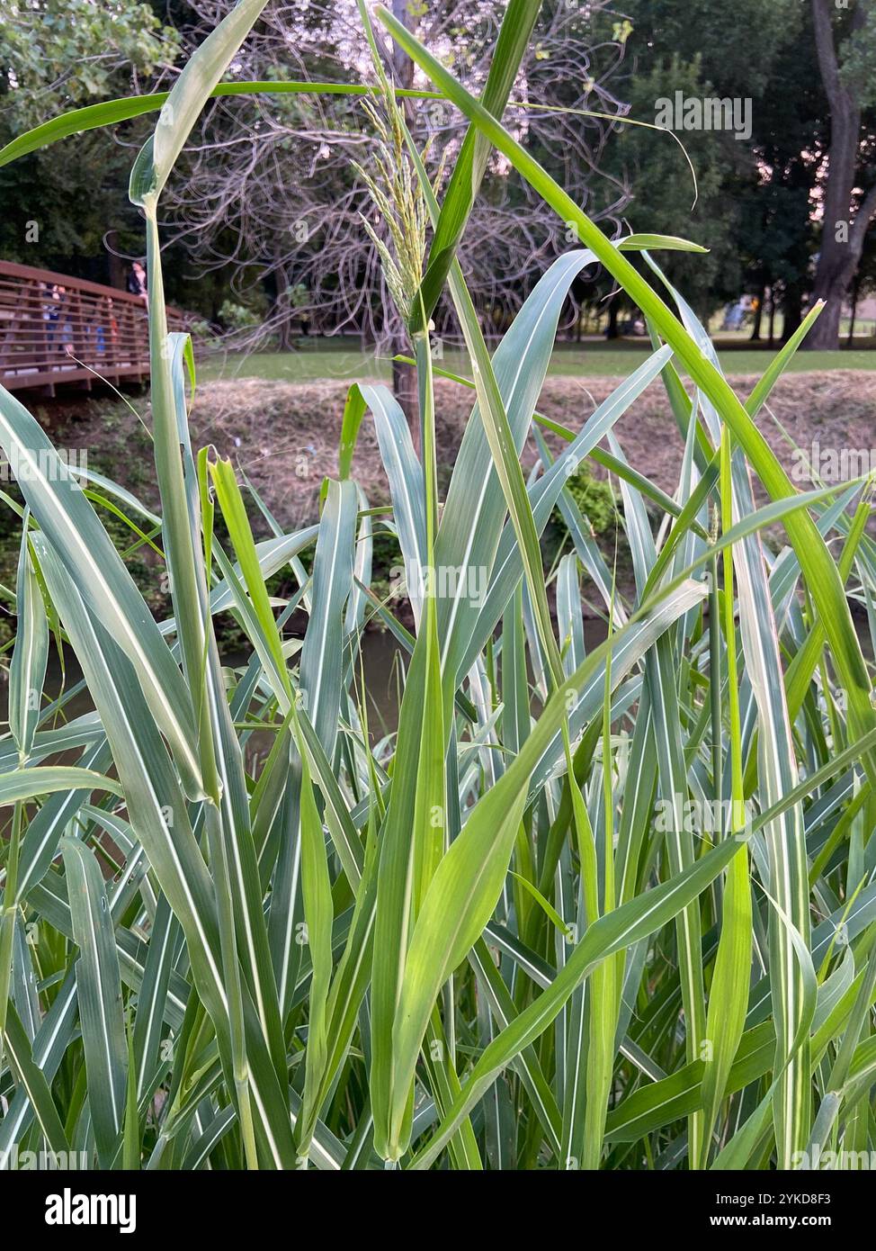 Johnson grass (Sorghum halepense Stock Photo - Alamy