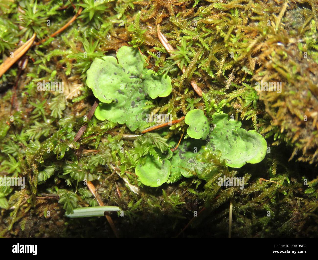 freckled pelt lichen (Peltigera aphthosa Stock Photo - Alamy