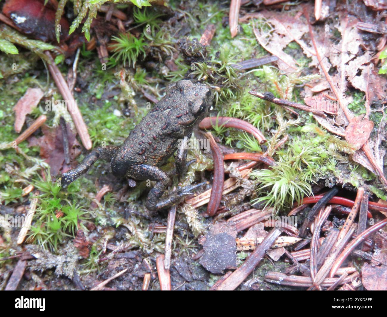 Western Toad (Anaxyrus boreas Stock Photo - Alamy
