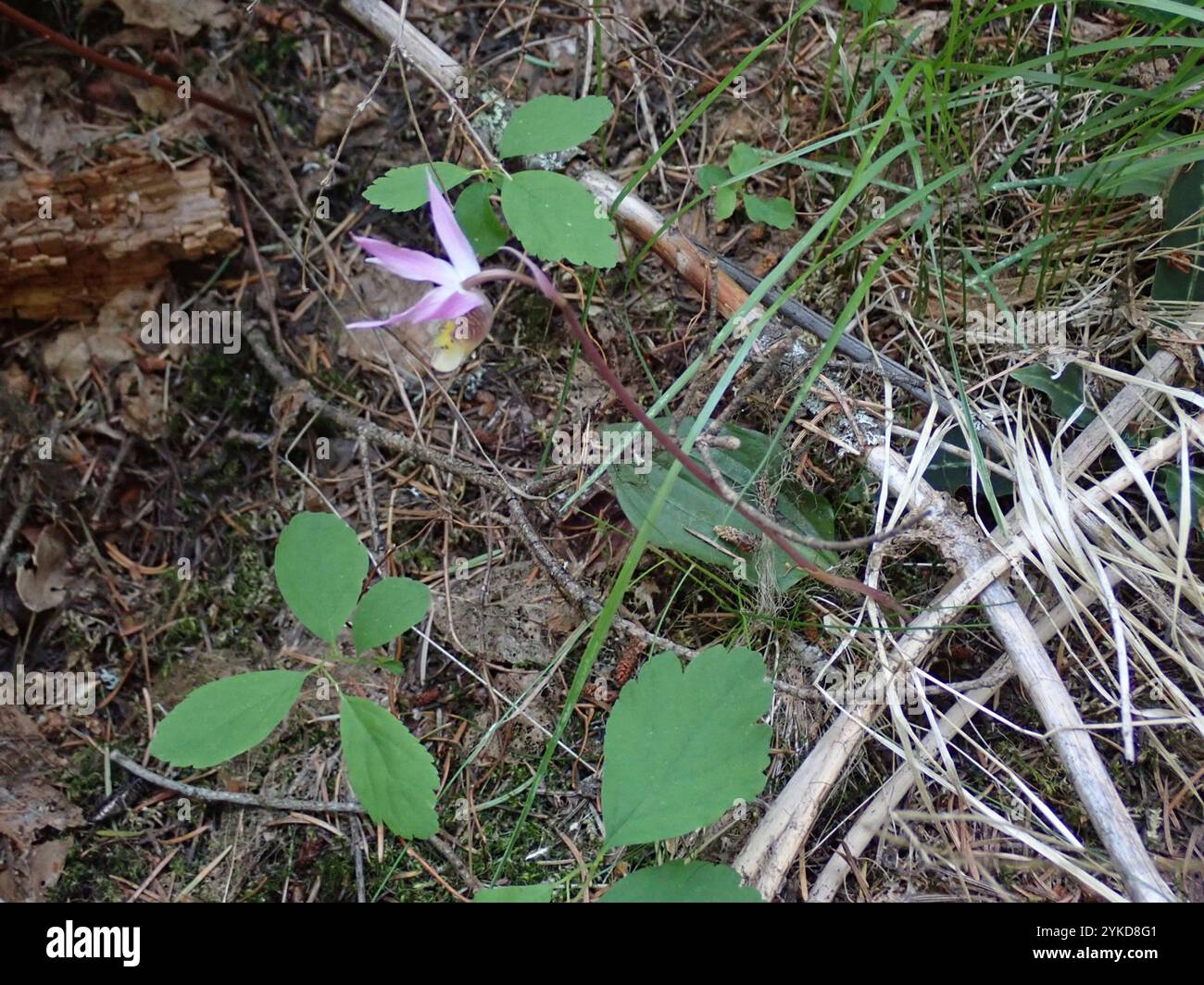 Eastern Fairy-slipper (Calypso bulbosa americana Stock Photo - Alamy