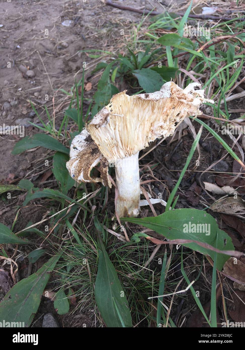 Peppery Milkcap (Lactifluus piperatus Stock Photo - Alamy