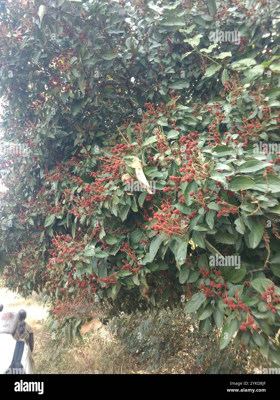 Kamala (Mallotus philippensis Stock Photo - Alamy