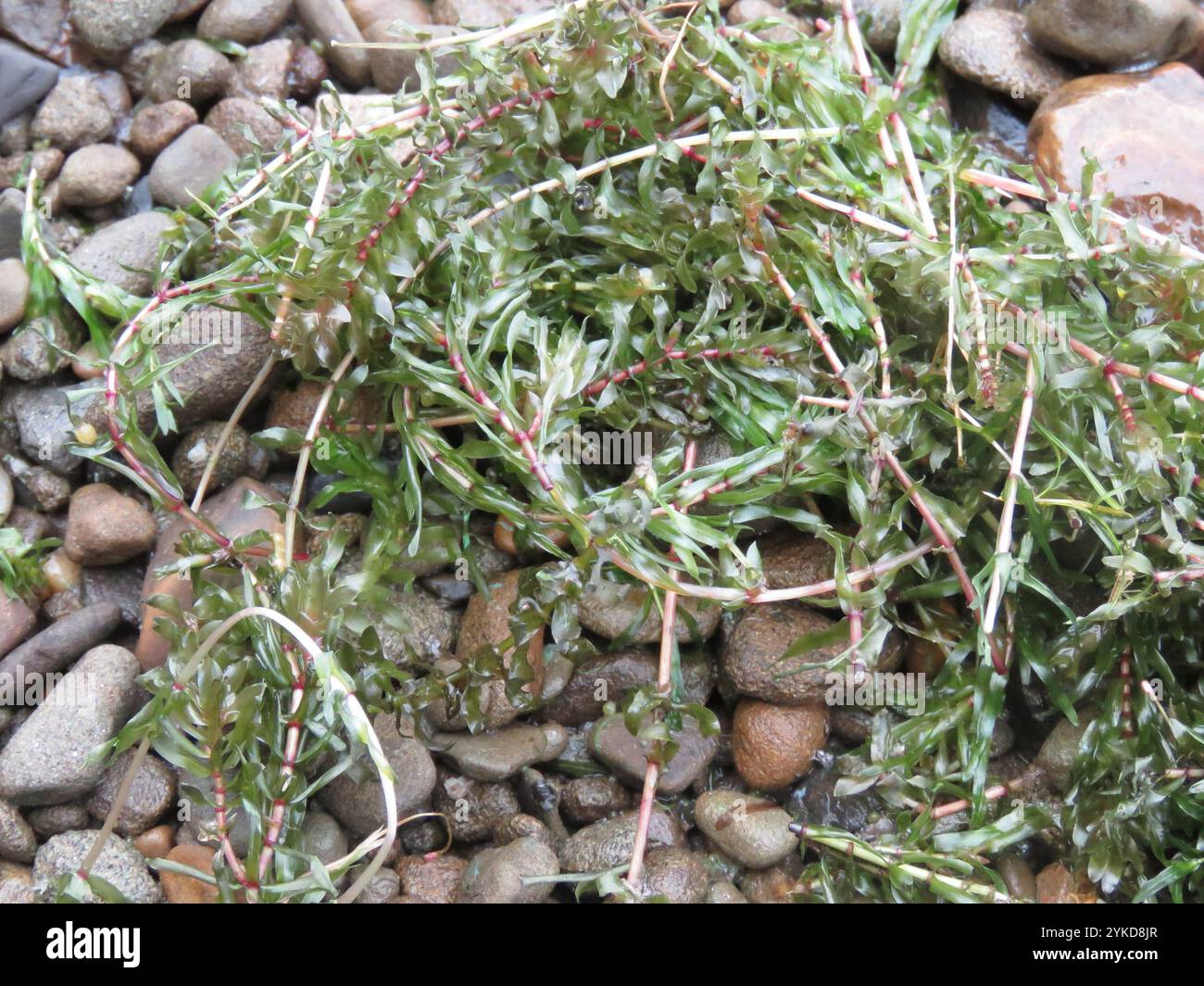 Canadian Waterweed (Elodea canadensis Stock Photo - Alamy