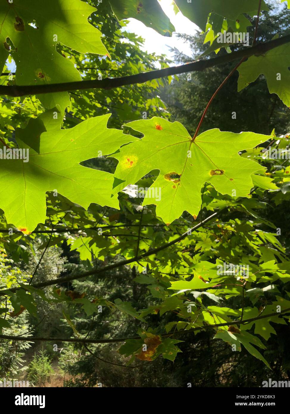 bigleaf maple (Acer macrophyllum Stock Photo - Alamy