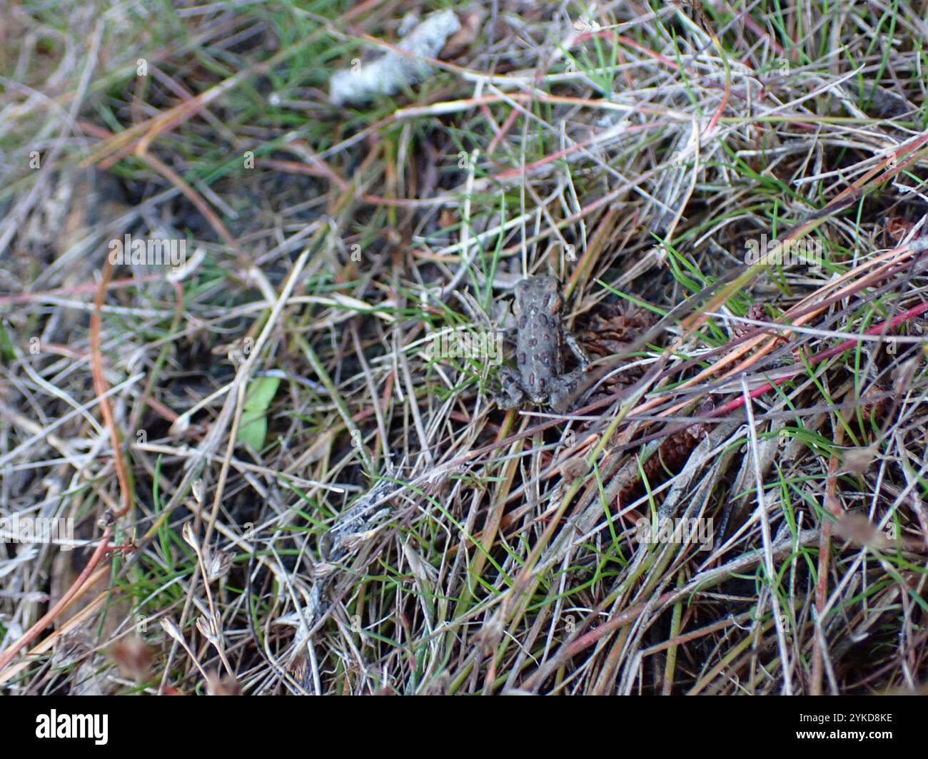 Western Toad (Anaxyrus boreas Stock Photo - Alamy