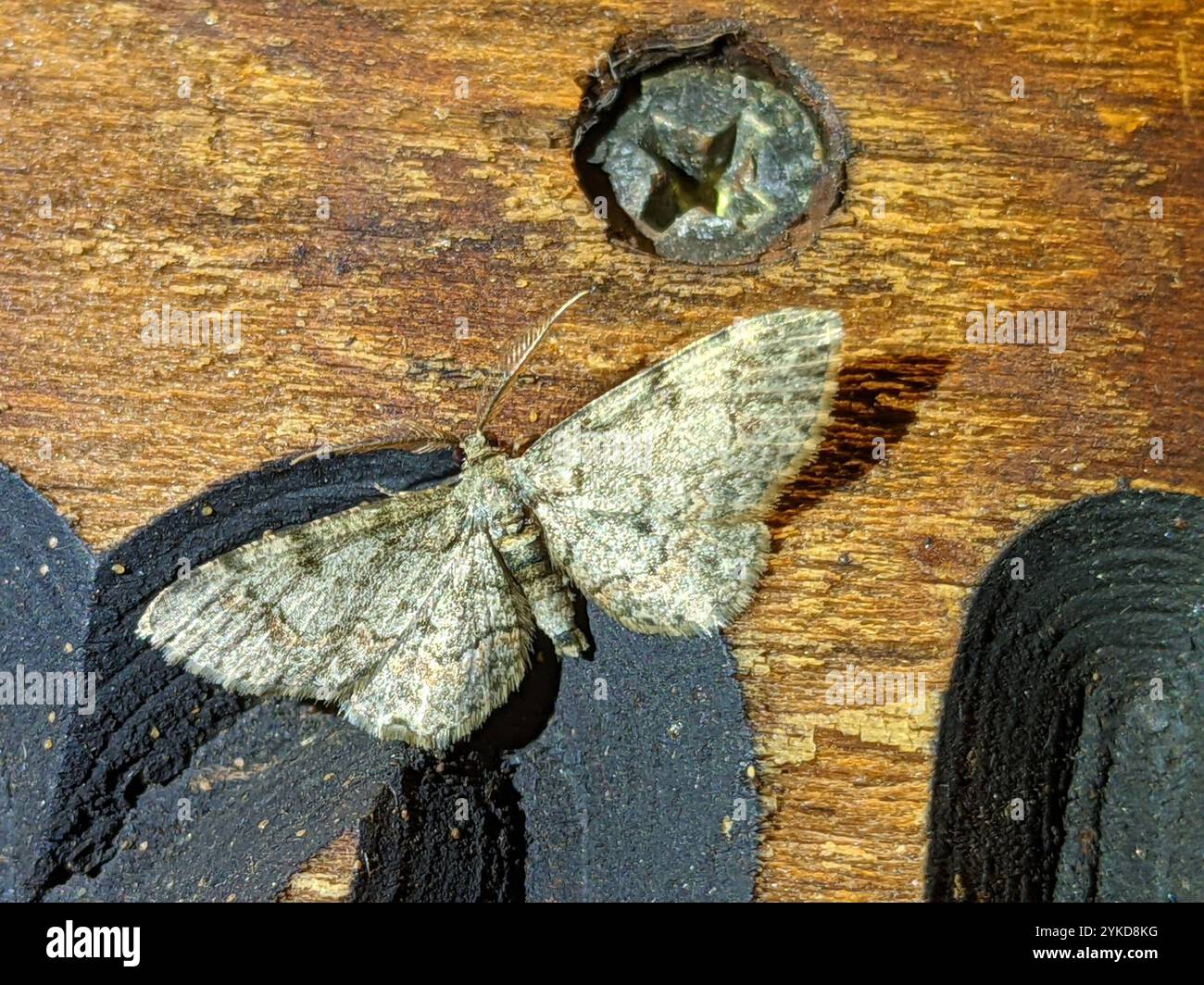 Texas Gray (Glenoides texanaria Stock Photo - Alamy