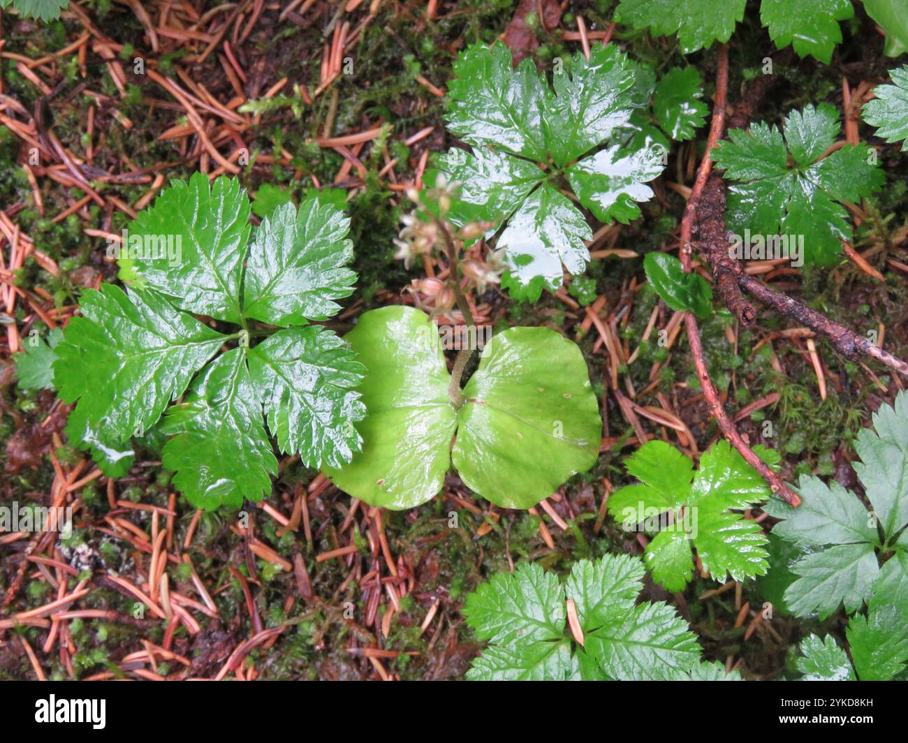 Five-leaf Dwarf Bramble (Rubus pedatus Stock Photo - Alamy